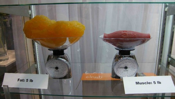 A Beginner’s Guide to Body Recomposition – The Freshman Fitness Blog by ...